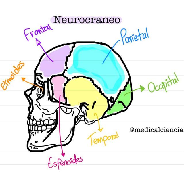 Neurocráneo | Ciencia Médica | uDocz