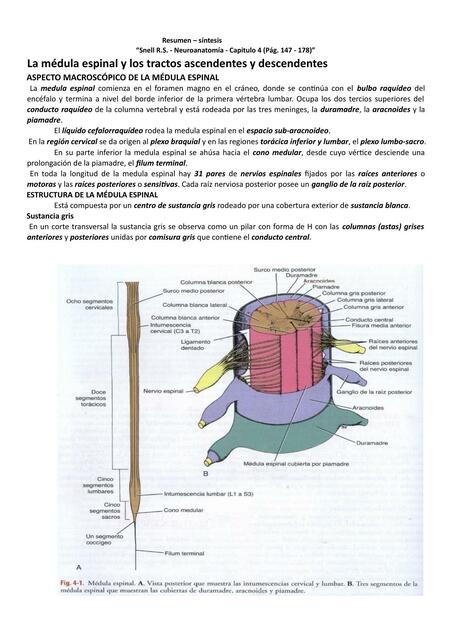 Resumen capítulo 4 Neuroanatomía Clínica Snell RS | Todo sobre Libros ...