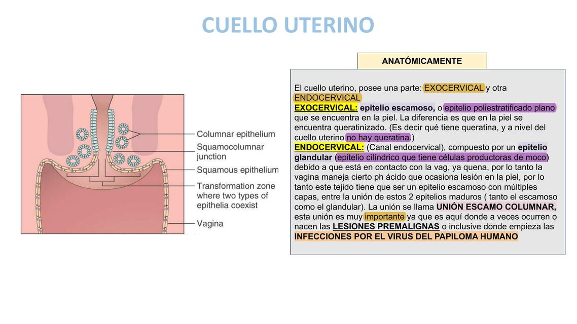 Cuello Uterino Anatomopatológica | Gabriela Cuellar Corilla | uDocz