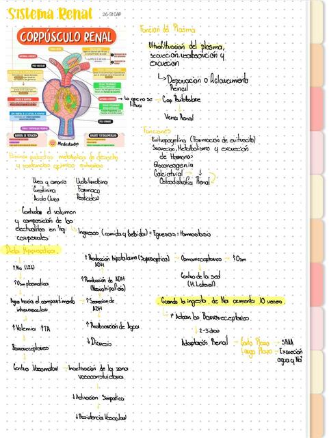 Sistema Renal | Melissa Reyes | uDocz
