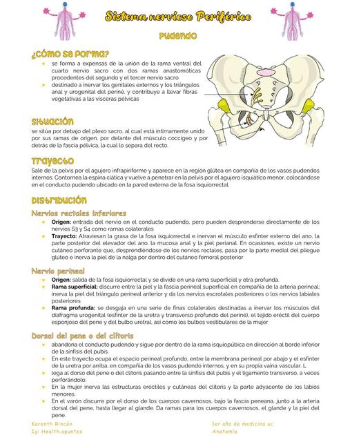 Plexo pudendo y coccigeo | Health Apuntes | uDocz