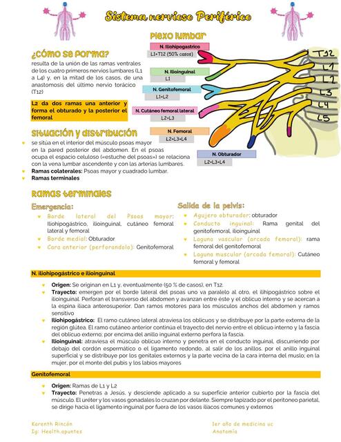 Plexo Lumbar | Health Apuntes | uDocz