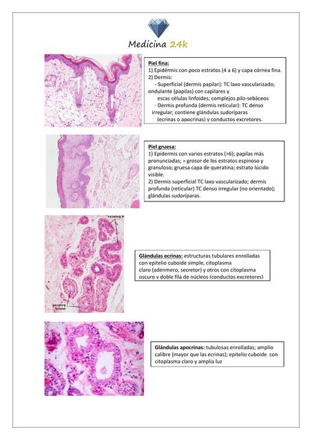 PIEL, SISTEMA DIGESTIVO, GLANDULAS - láminas resumen | Dra. Cristina ...