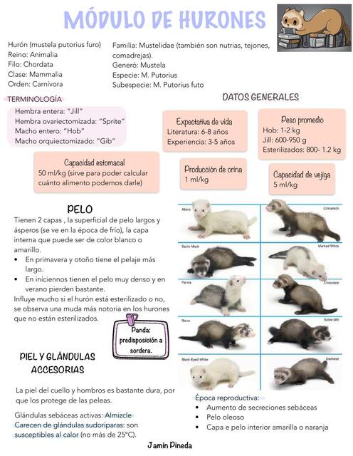 Módulo de Hurones | Jamin Pineda | uDocz