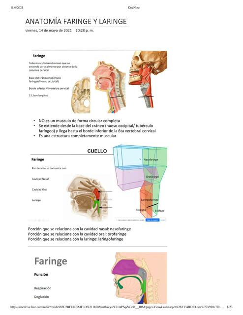 Anatomía faringe y laringe | Sofia Calderon | uDocz