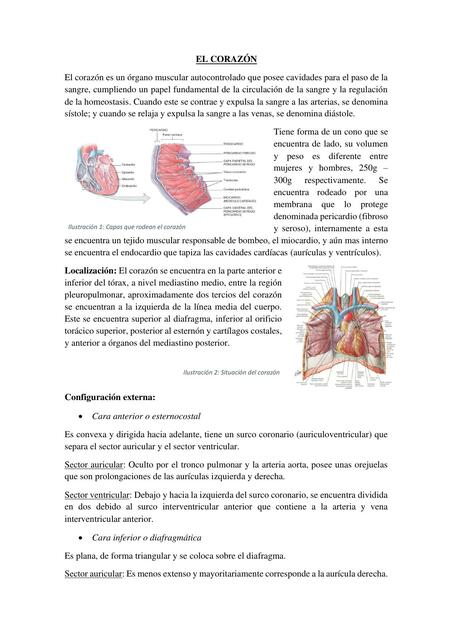 El Corazón | Odontoinfo 📍🦷 | uDocz