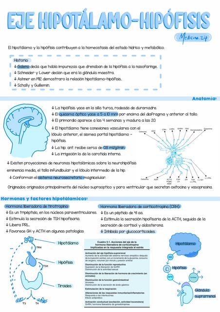 Eje Hipotalámo Hipófisis PDF | Medicina.zip | uDocz