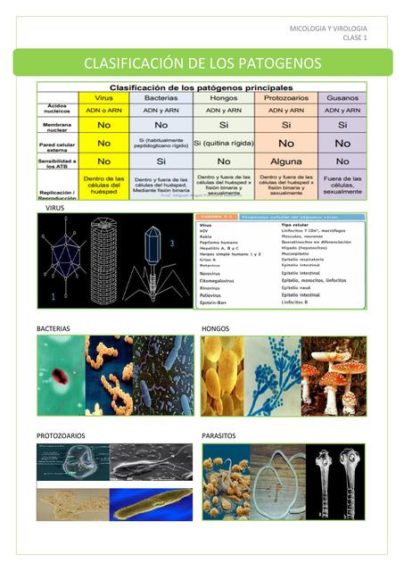 Clasificación de los patógenos | Sasha Galvez Castillo | uDocz