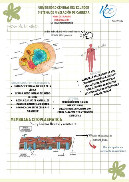 Nivel celular de organización | Alina Usuay | uDocz