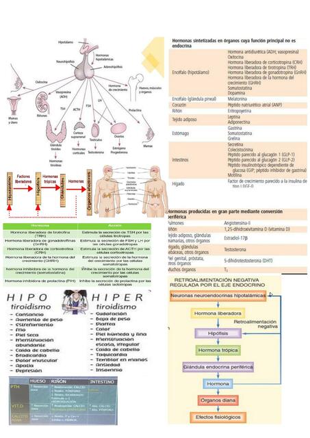 Sistema endocrino | Judith QR | uDocz