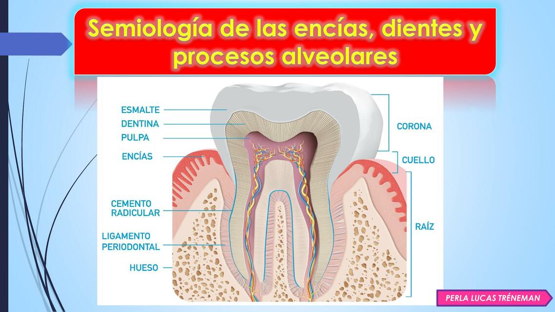Semiología de las Encías, Dientes y Procesos Alveolares | shadow | uDocz
