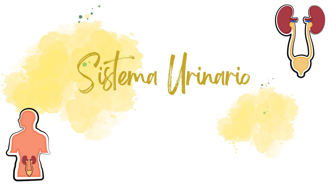 Sistema Urinario | Anonymous | uDocz