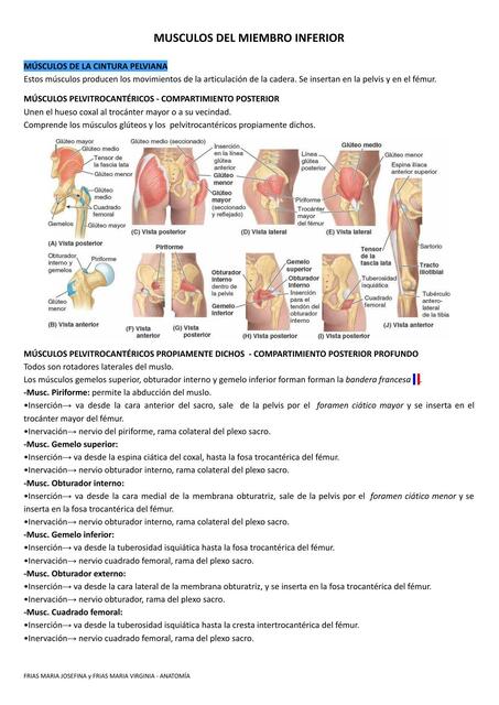 Músculos del Miembro Inferior | MFrias | uDocz