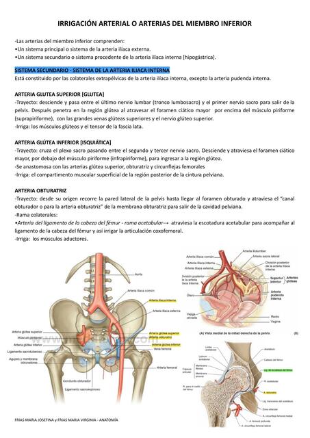 miembro inferior | uDocz