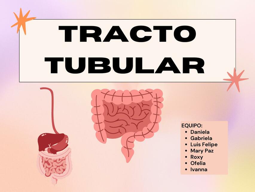 Flashcards de Tracto Tubular- Histología | Por Roxy Sosa | uDocz