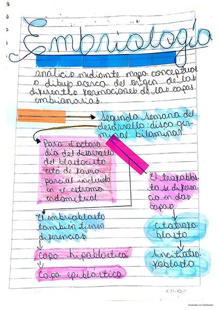 Diagrama Básico de las Capas Embrionarias | Nathanaely | uDocz