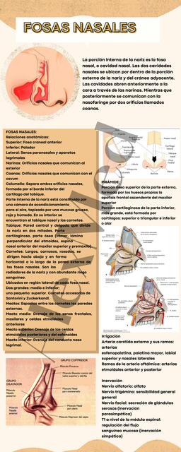 Fosas Nasales -Infografía-Otorrinología | Alex Med | uDocz