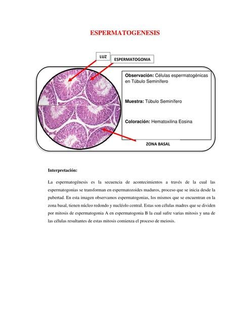 Espermatogénesis y Ovogénesis | Jheniffer | uDocz