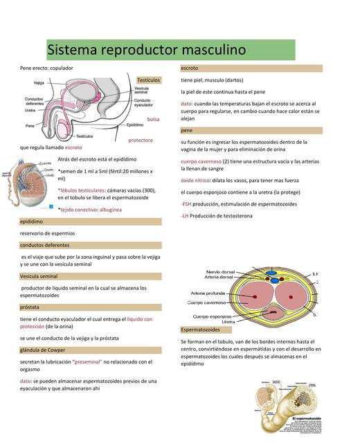 Rep - Masculino | uDocz
