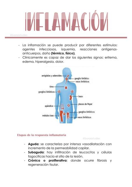 Inflamación - FH | boraastudies | uDocz