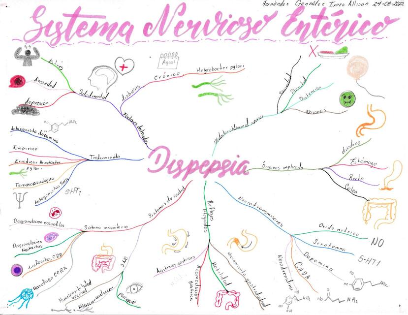 Sistema Nervioso Entérico Allison Gonzalez Udocz