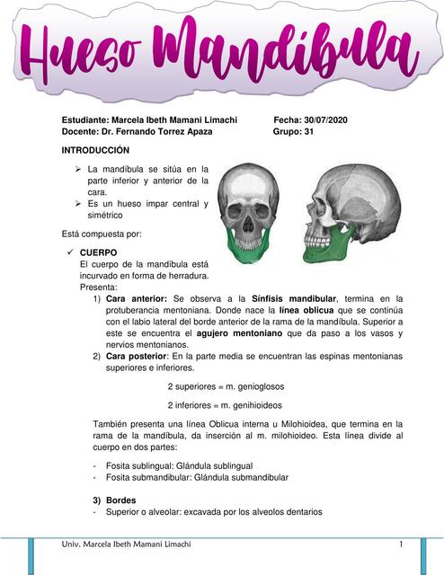 Hueso Mandíbula | Marcela Ibeth | uDocz