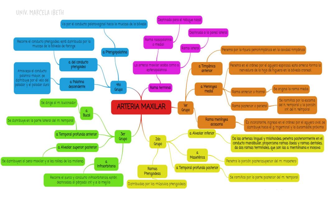 Arteria Maxilar | Marcela Ibeth | uDocz
