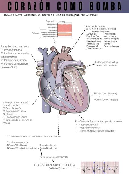 Corazón como bomba | EDSON ELIUT ENZALDO CARMONA | uDocz