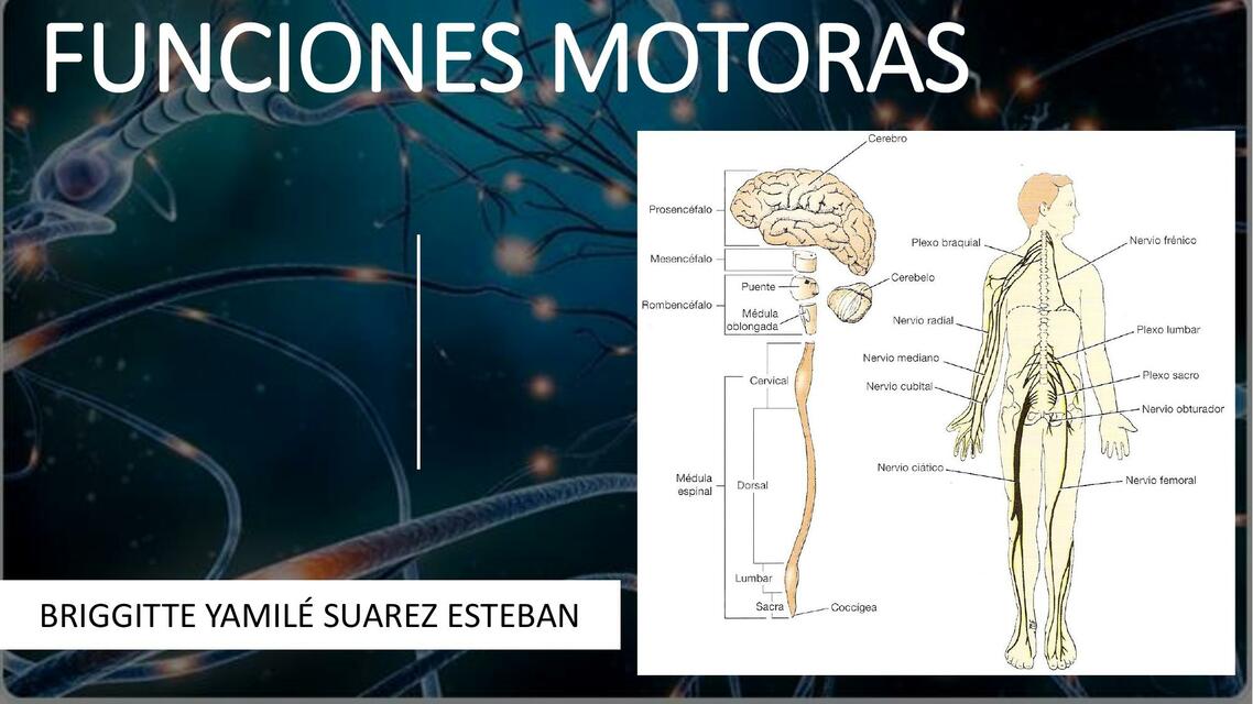 Fisiología del Sistema Nervioso - Funciones motoras | Briggitte Yamilé Suarez Esteban | uDocz