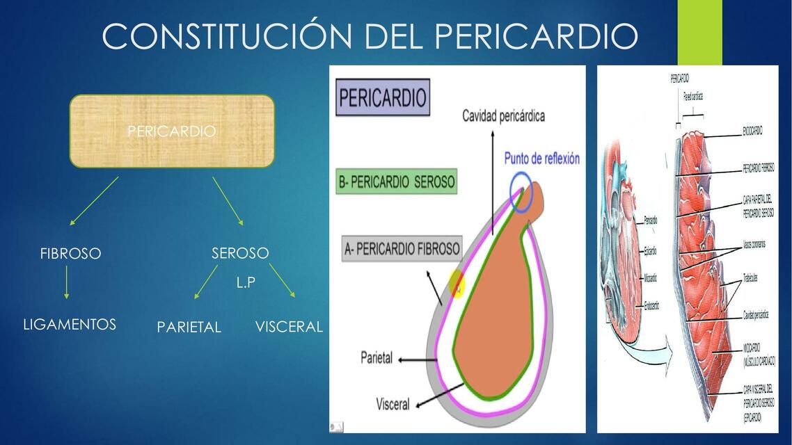 Constitución del Pericardio | Pao Vizueth | uDocz