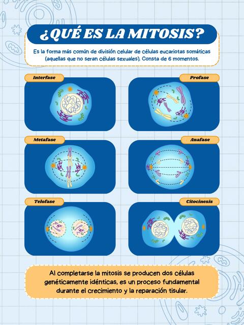 ¿Qué es la Mitosis? | Anonymous | uDocz