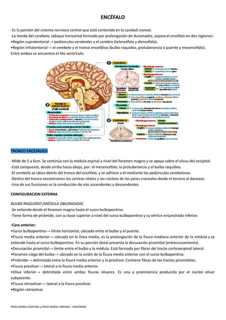 Encéfalo: tronco encefálico y cerebelo | MFrias | uDocz