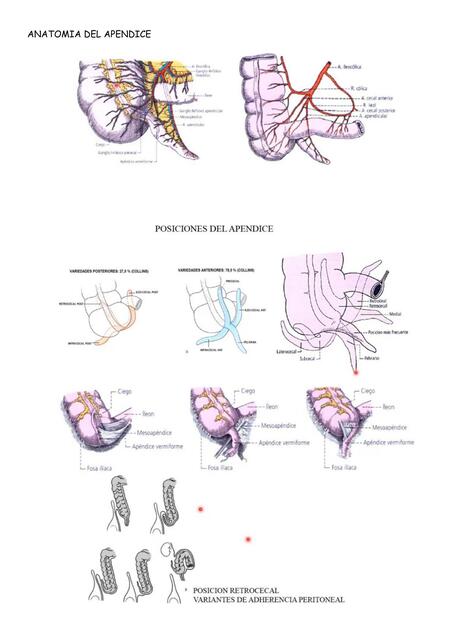 Anatomía Del Apéndice - Apendicetomía Laparotomía y Laparoscópica ...