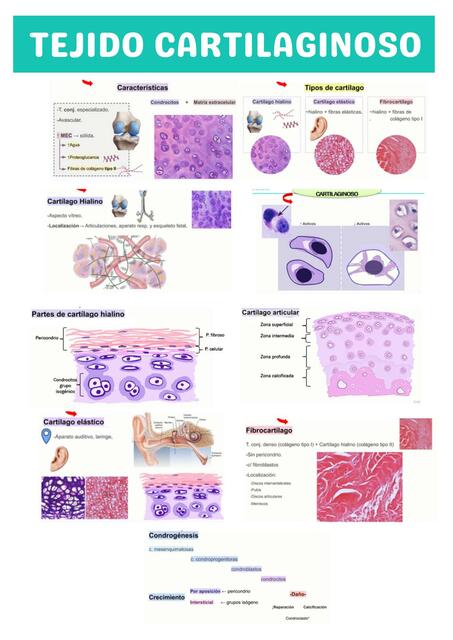 Tejido Cartilaginoso | Sasha Galvez Castillo | uDocz