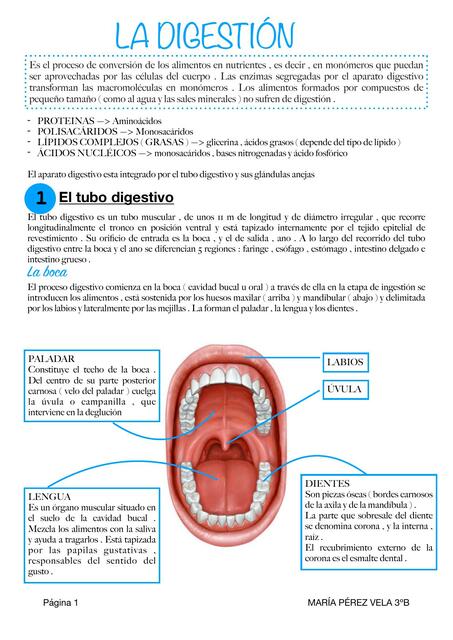 La Digestión | Maria Perez Vela | uDocz