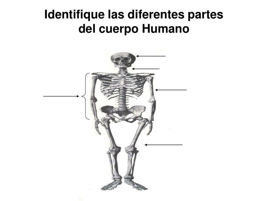 Partes del Cuerpo Humano | Aliovys Caltona La Rosa | uDocz