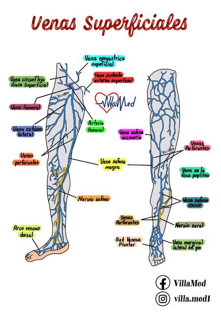 Anatomia Venosa Miembro Inferior