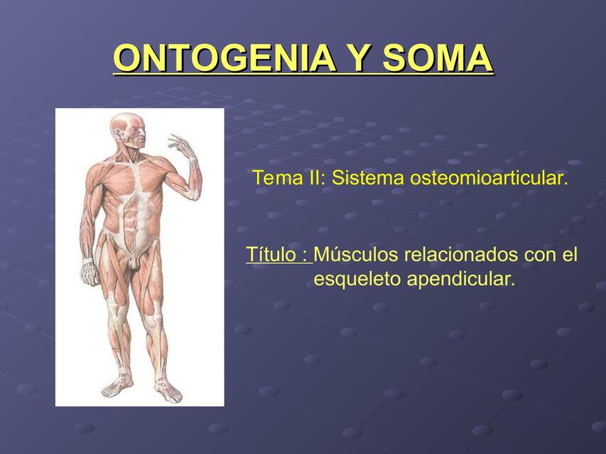 Músculos Relacionados con el Esqueleto Apendicular | Aliovys Caltona La ...