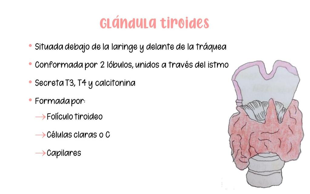 Fisiología humana | uDocz