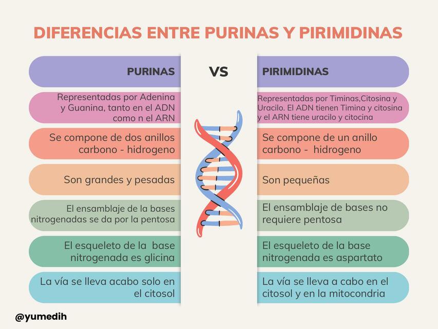 Purinas vs Pirimidinas | Yumedih | uDocz