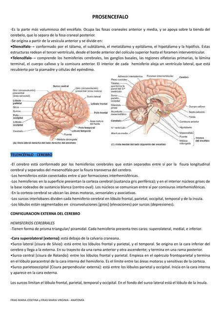 Prosencéfalo | MFrias | uDocz