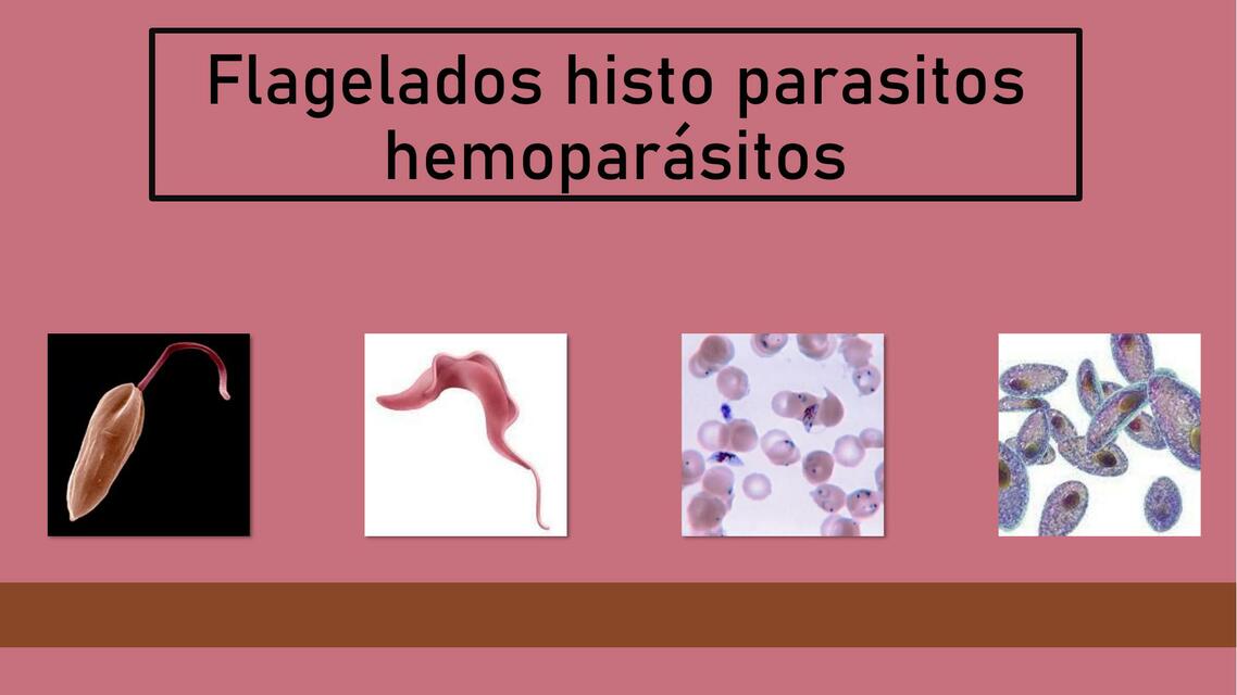 Flagelados Histo Parásitos Hemoparásitos | Gabriela Servin | uDocz