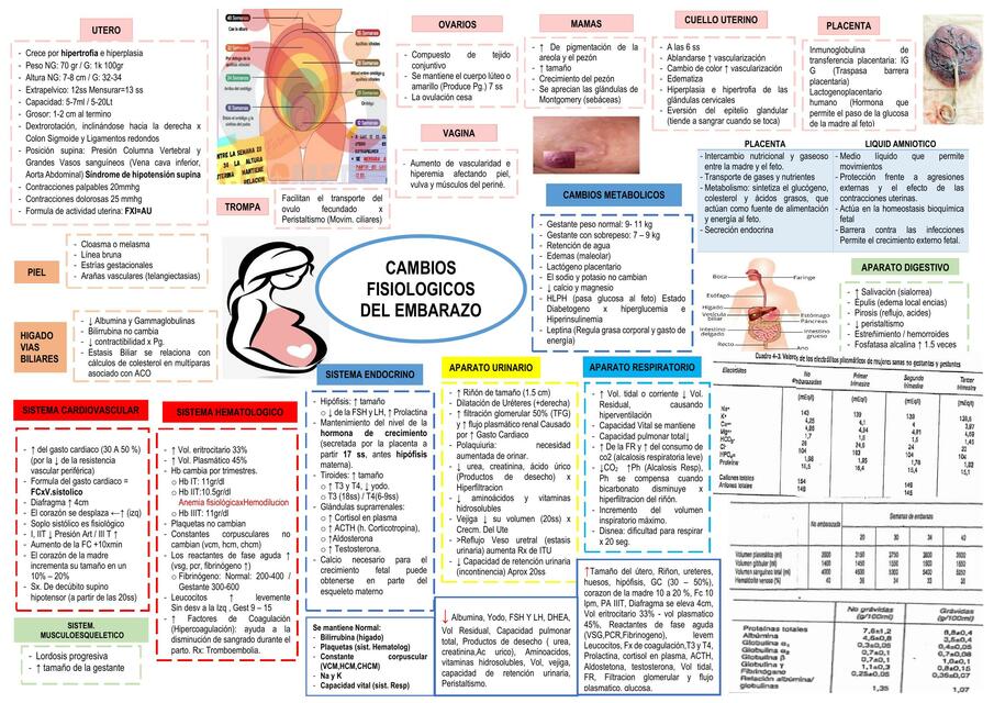 Cambios fisiológicos del embarazo | Paola Blanco Sanchez | uDocz