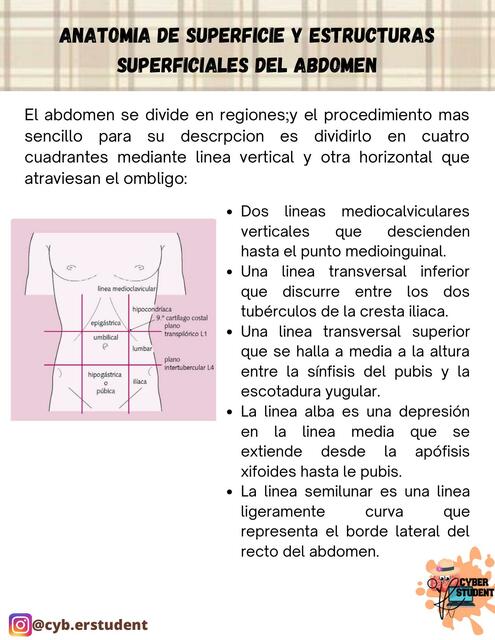 Anatomía de Superficie y Estructuras Superficiales del Abdomen | CYBER ...