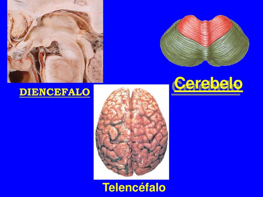 Sistema Nervioso Supra Segmentario Cerebelo Diencéfalo Y Telencéfalo