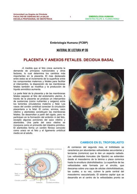 Placenta y Membranas Fetales. Decidua Basal | Ginecología mujeres | uDocz