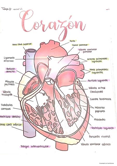 Anatomía del Corazón | Carmen Hernandez | uDocz