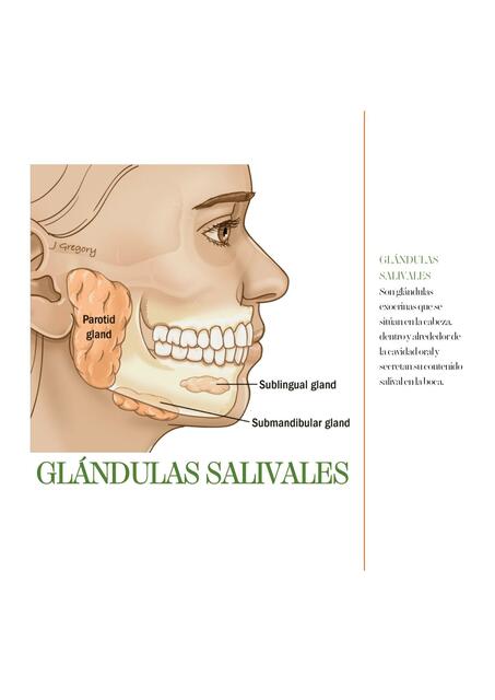 Resumen de las Glándulas Salivales | Kirsi Tejada | uDocz