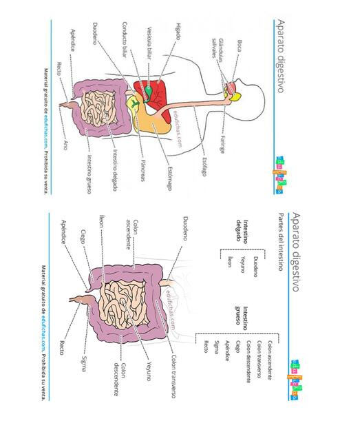 Actividades Aparato Digestivo | Ale | uDocz