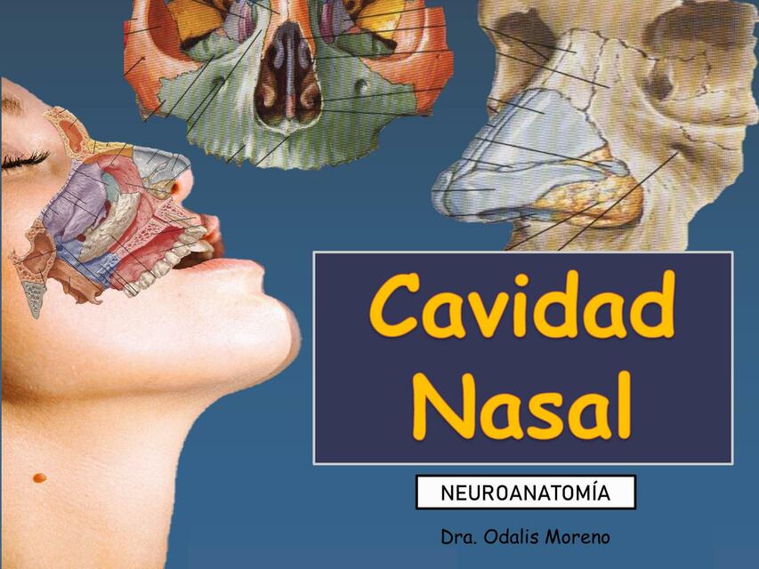 👃Cavidad Nasal👃 - Neuroanatomía 🧠 | Dra Odalis Moreno | uDocz